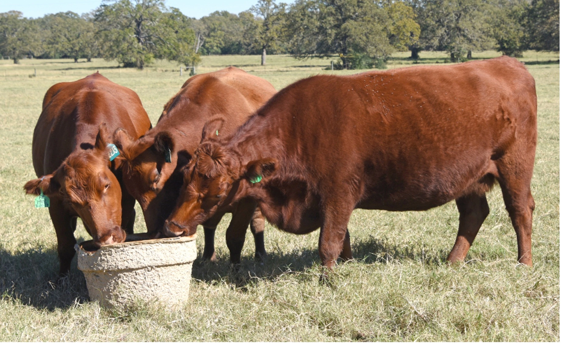 Innovative Feed Tubs - Keiding, Inc.